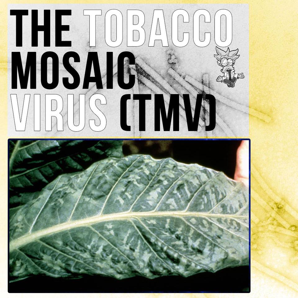 Mad Farmer Products » Blog Archive The TM-Virus - Mad Farmer Products